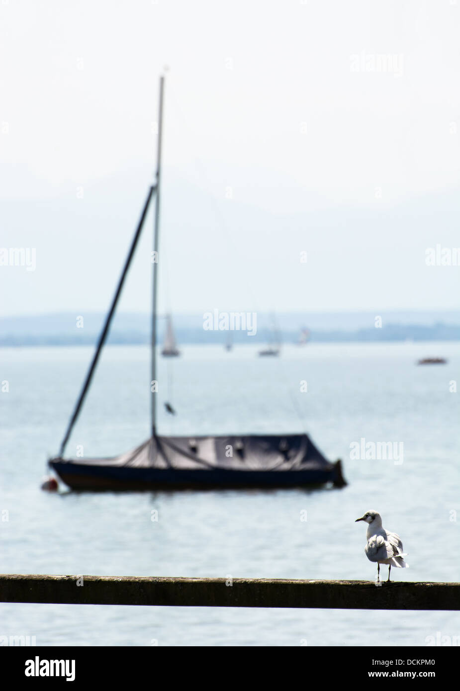 Coastal seagull with parked boat Stock Photo - Alamy