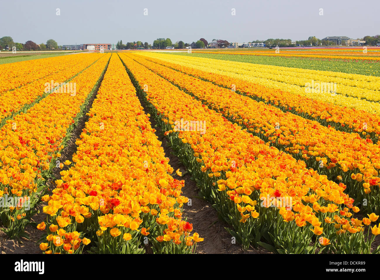 colored tulip field in the Netherlands Stock Photo - Alamy