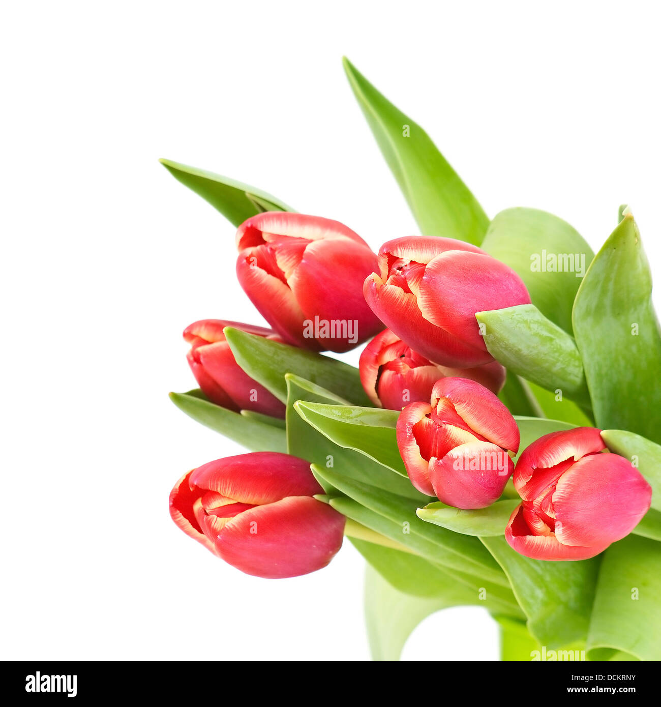 bouquet of fresh tulips Stock Photo - Alamy