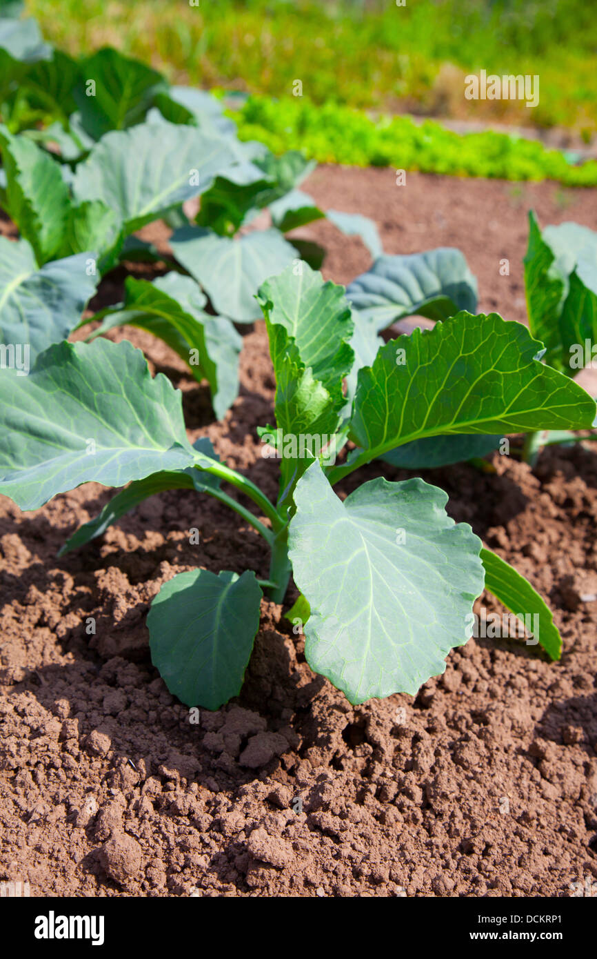 cabbage in the vegetable garden Stock Photo - Alamy