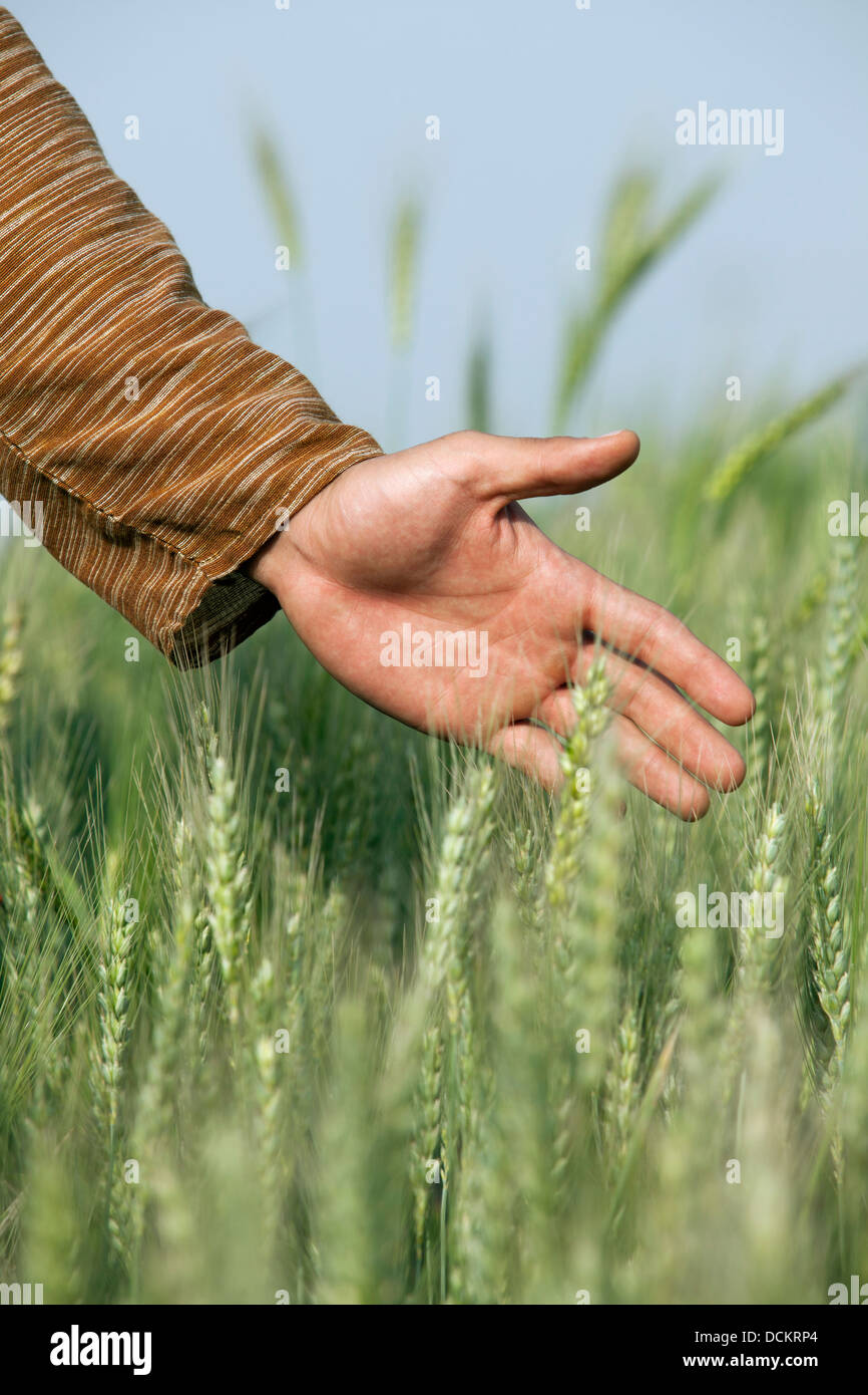 Male hand touching wheat stalks Stock Photo - Alamy