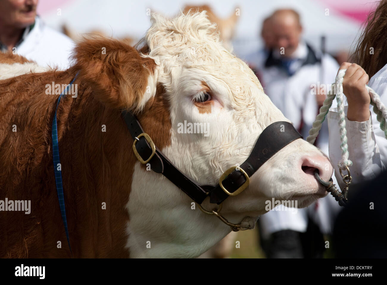 Simmental Bull Head