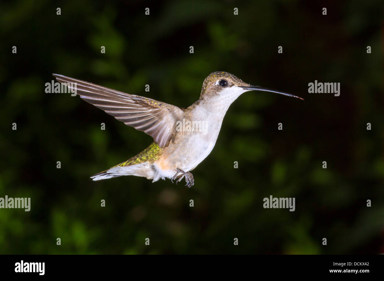 Female ruby-throated hummingbird (Archilochus colubris) flying Stock ...