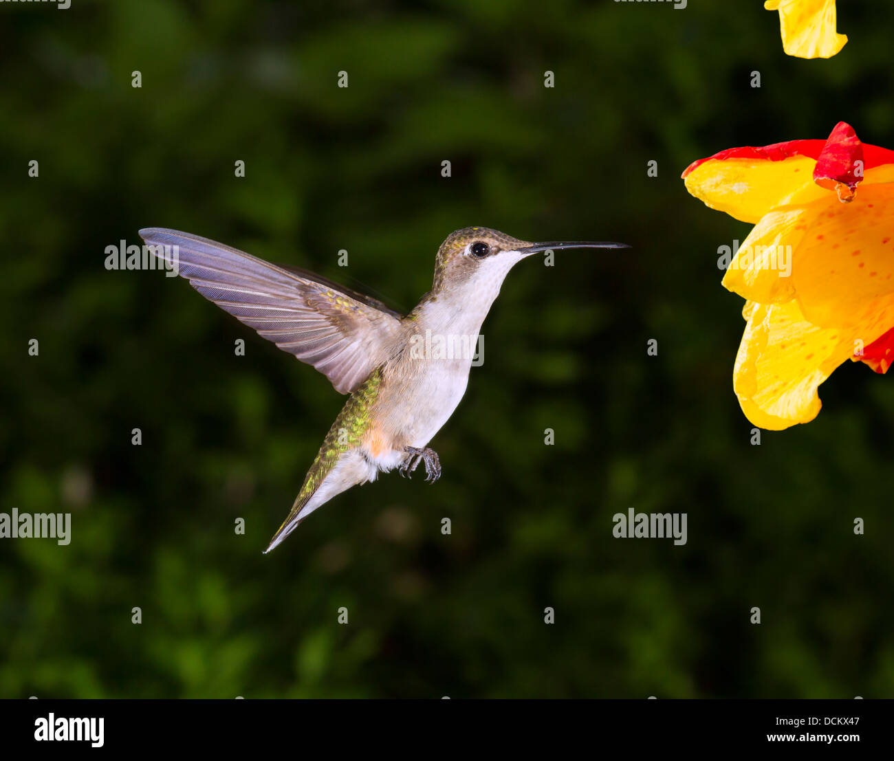 Female ruby-throated hummingbird (Archilochus colubris) near a flower ...