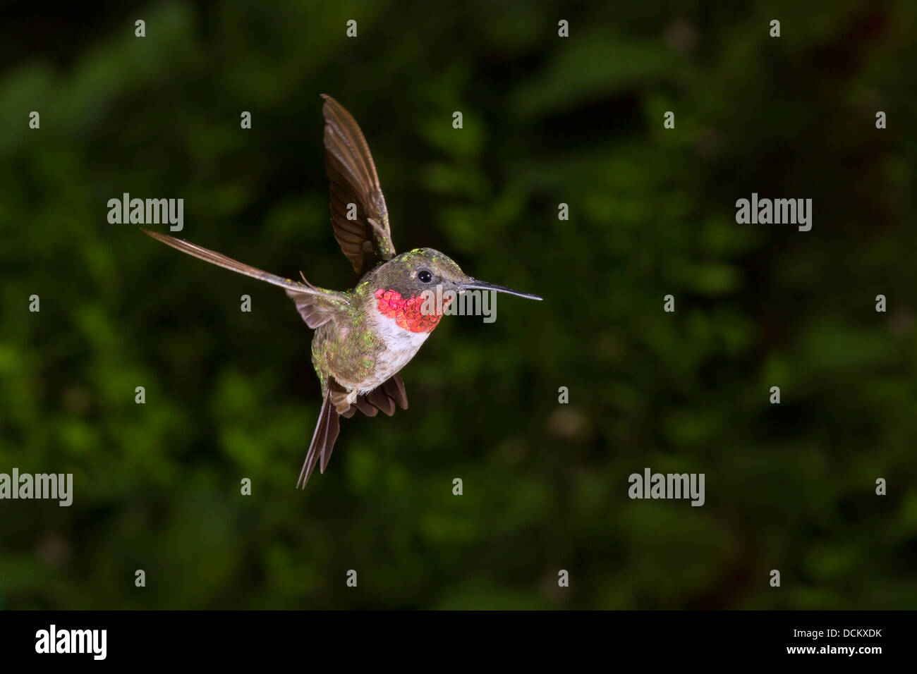 Male ruby throated hummingbird hi-res stock photography and images - Alamy