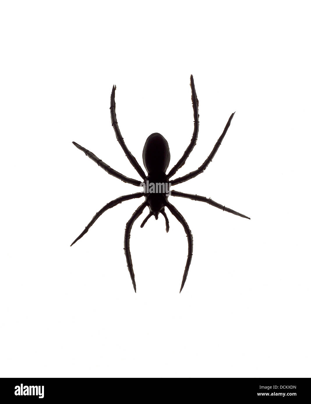 Fake spider Cut Out Stock Images & Pictures - Alamy