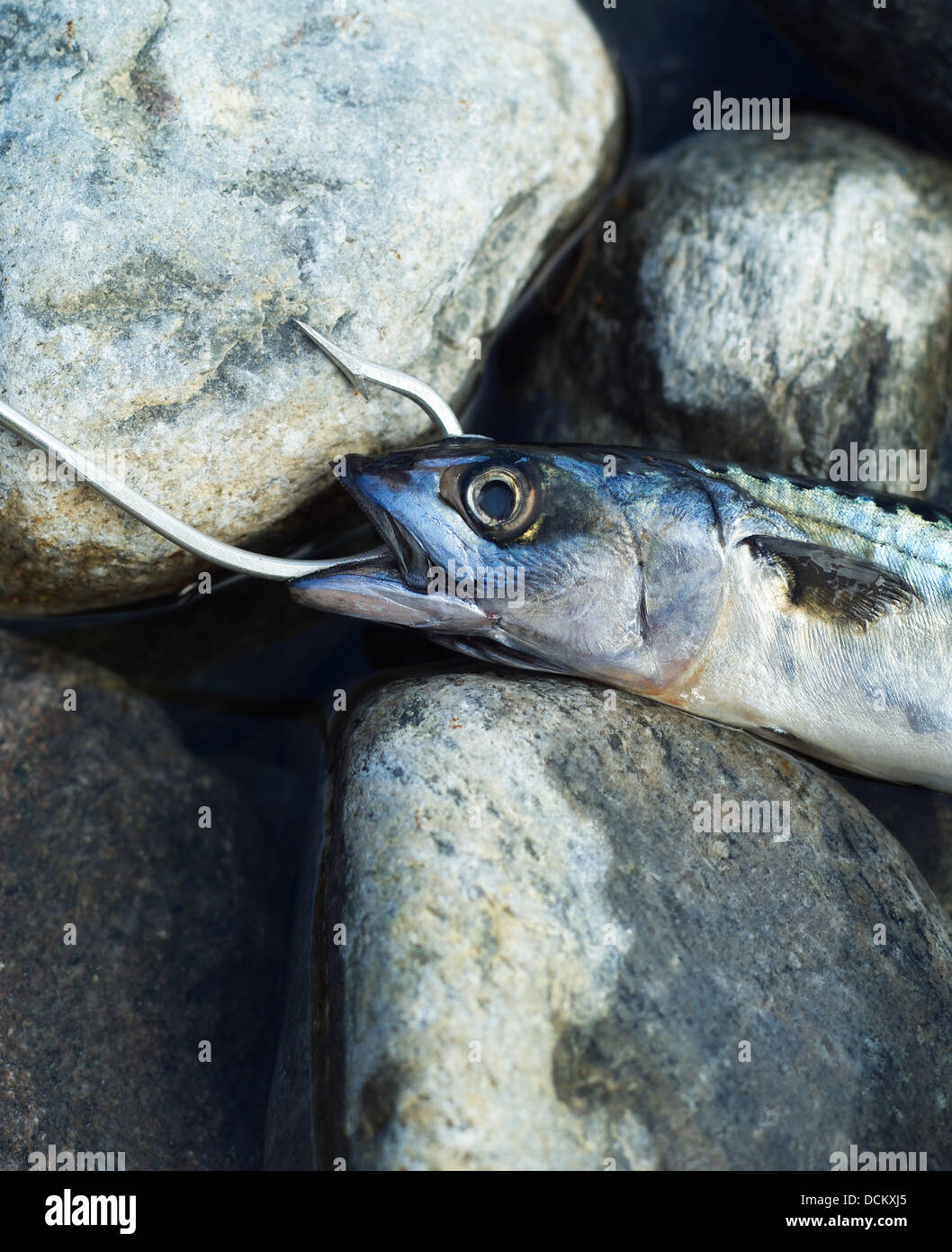 Hooked teeth hi-res stock photography and images - Alamy