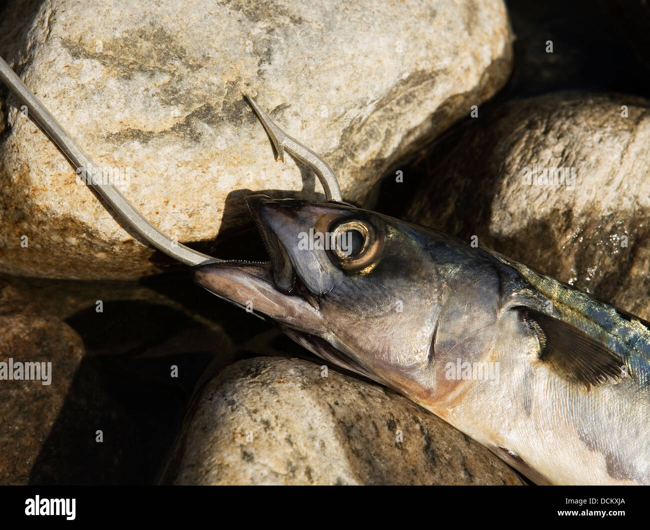 Close up dead fish fishing hook hi-res stock photography and images - Alamy