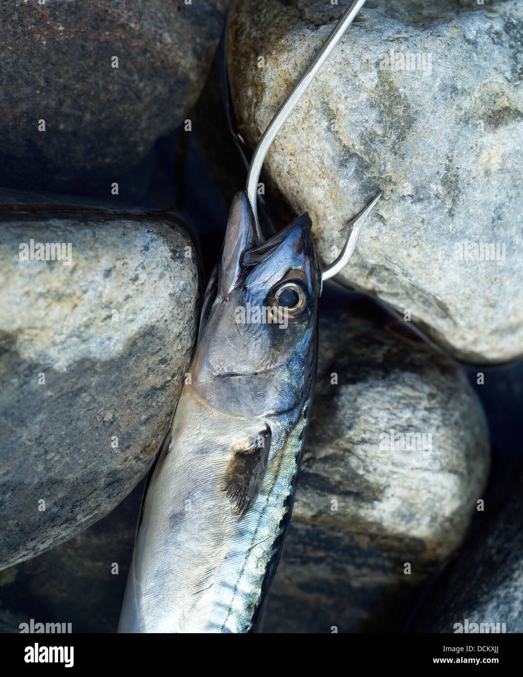 Close up dead fish fishing hook hi-res stock photography and images - Alamy