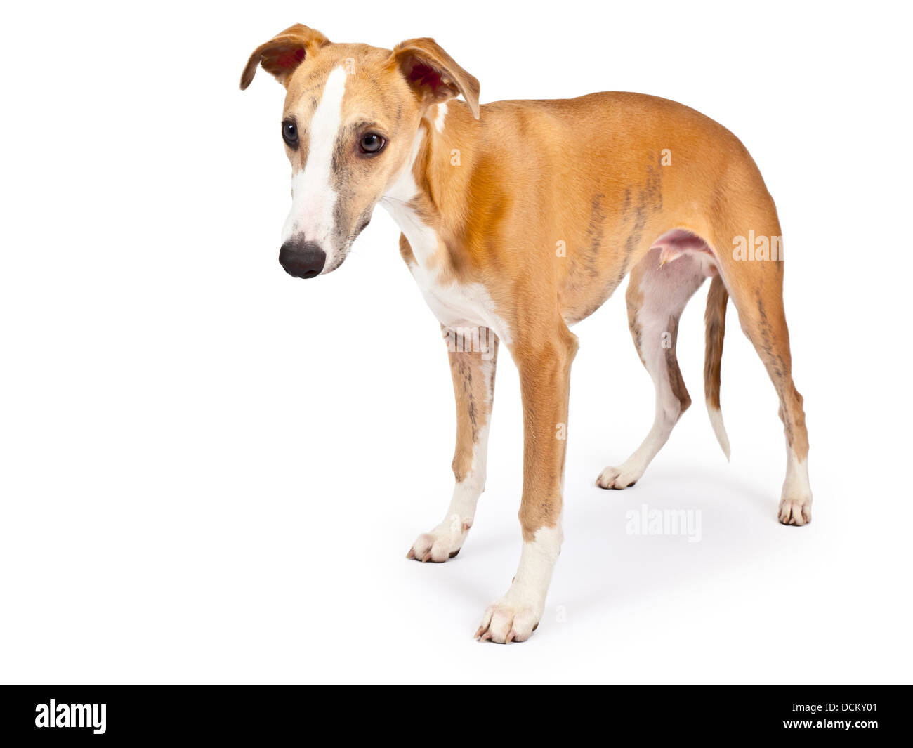Whippet side view Cut Out Stock Images & Pictures - Alamy
