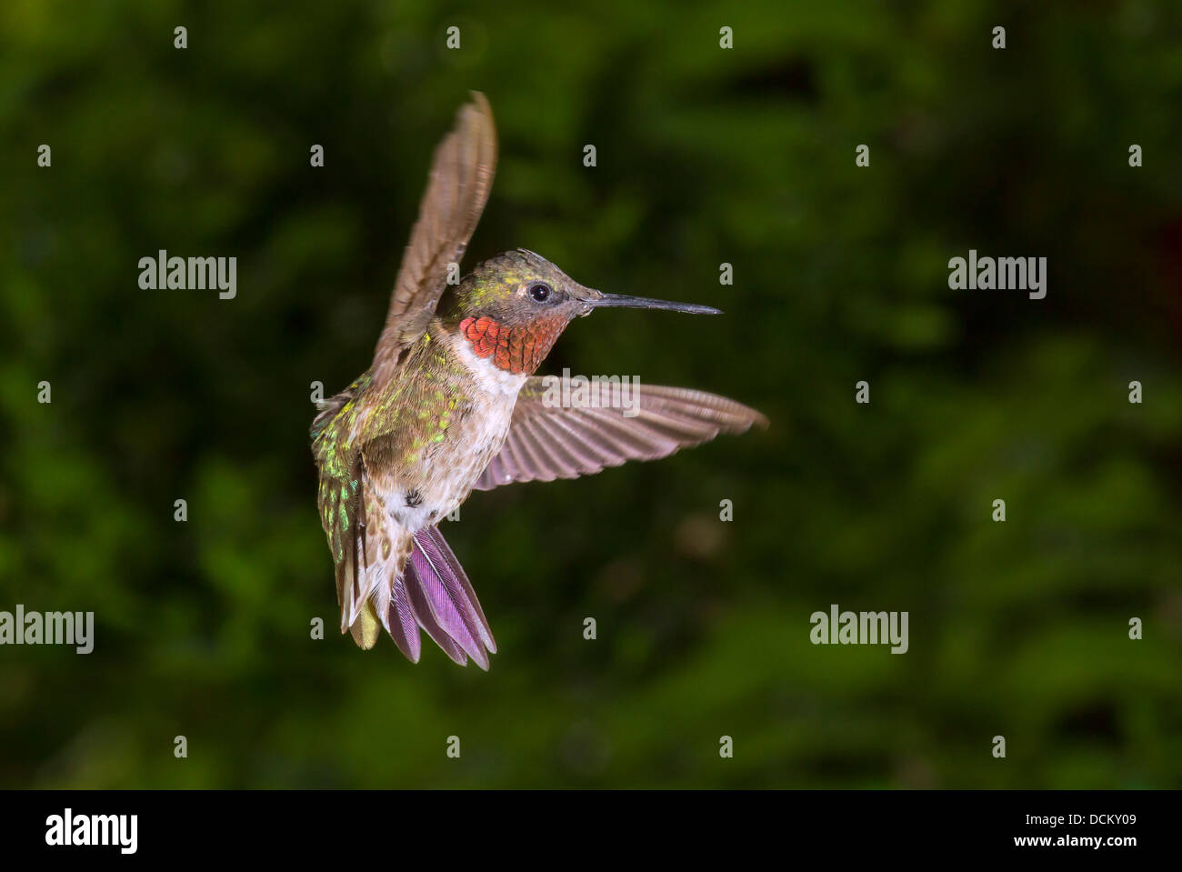 Male ruby-throated hummingbird (Archilochus colubris) flying Stock ...