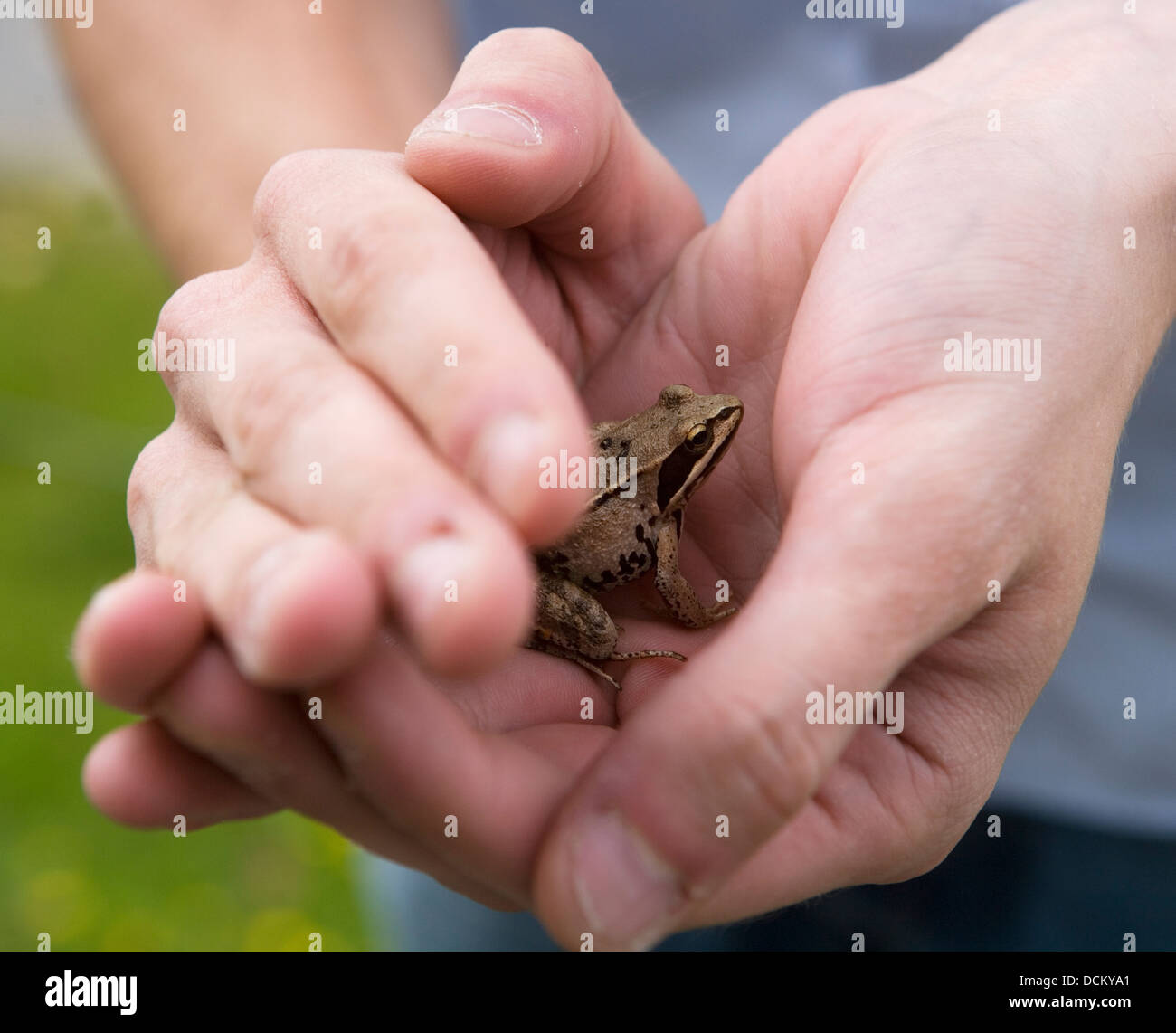 Trapped frog hi-res stock photography and images - Alamy