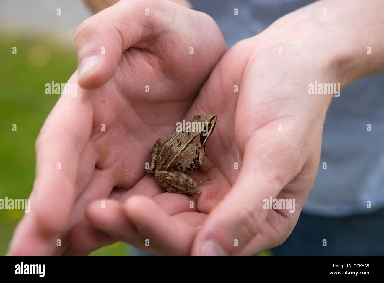 Trapped frog hi-res stock photography and images - Alamy