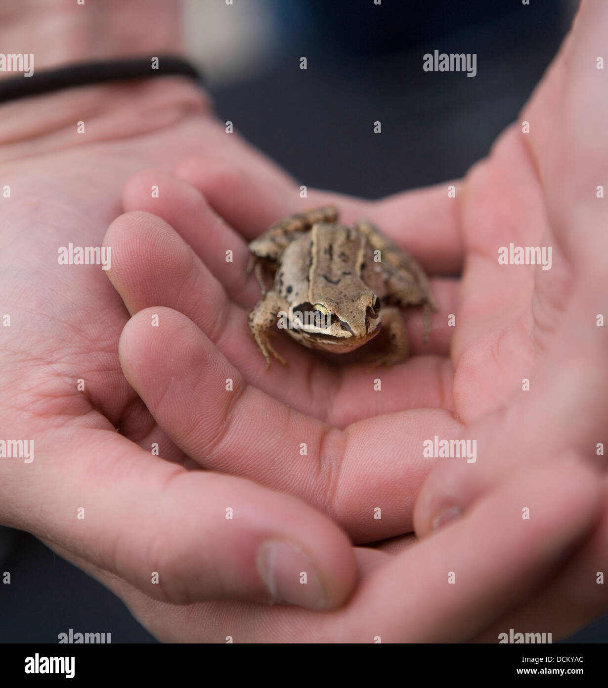 Trapped frog hi-res stock photography and images - Alamy
