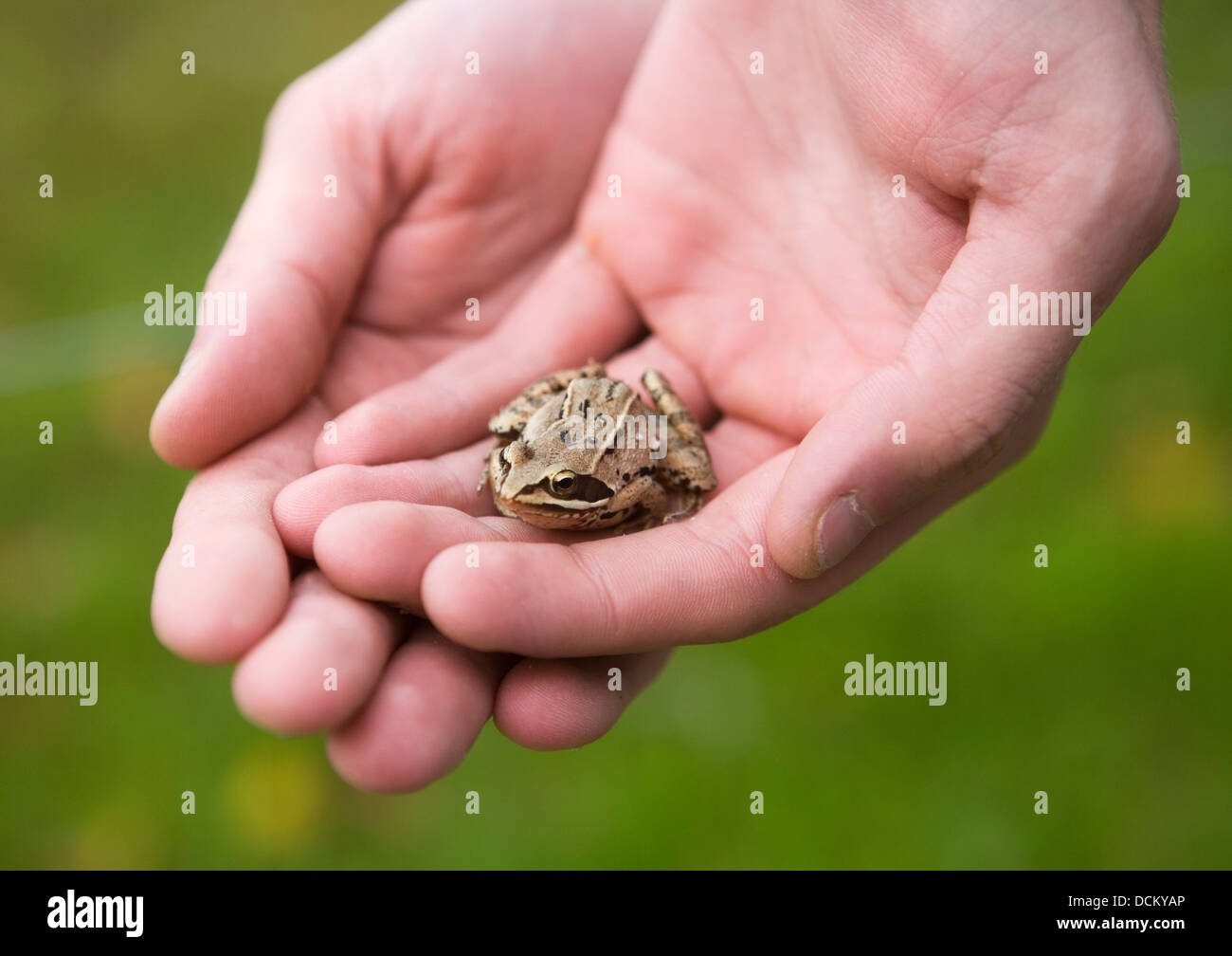 Trapped frog hi-res stock photography and images - Alamy