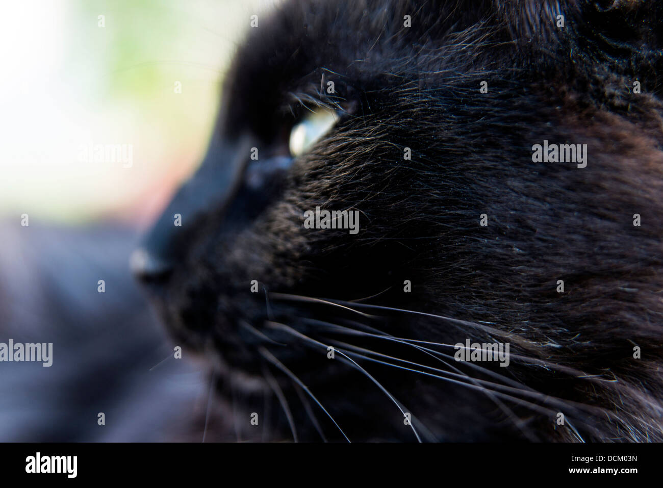 Beautiful black cat close up hi-res stock photography and images - Alamy