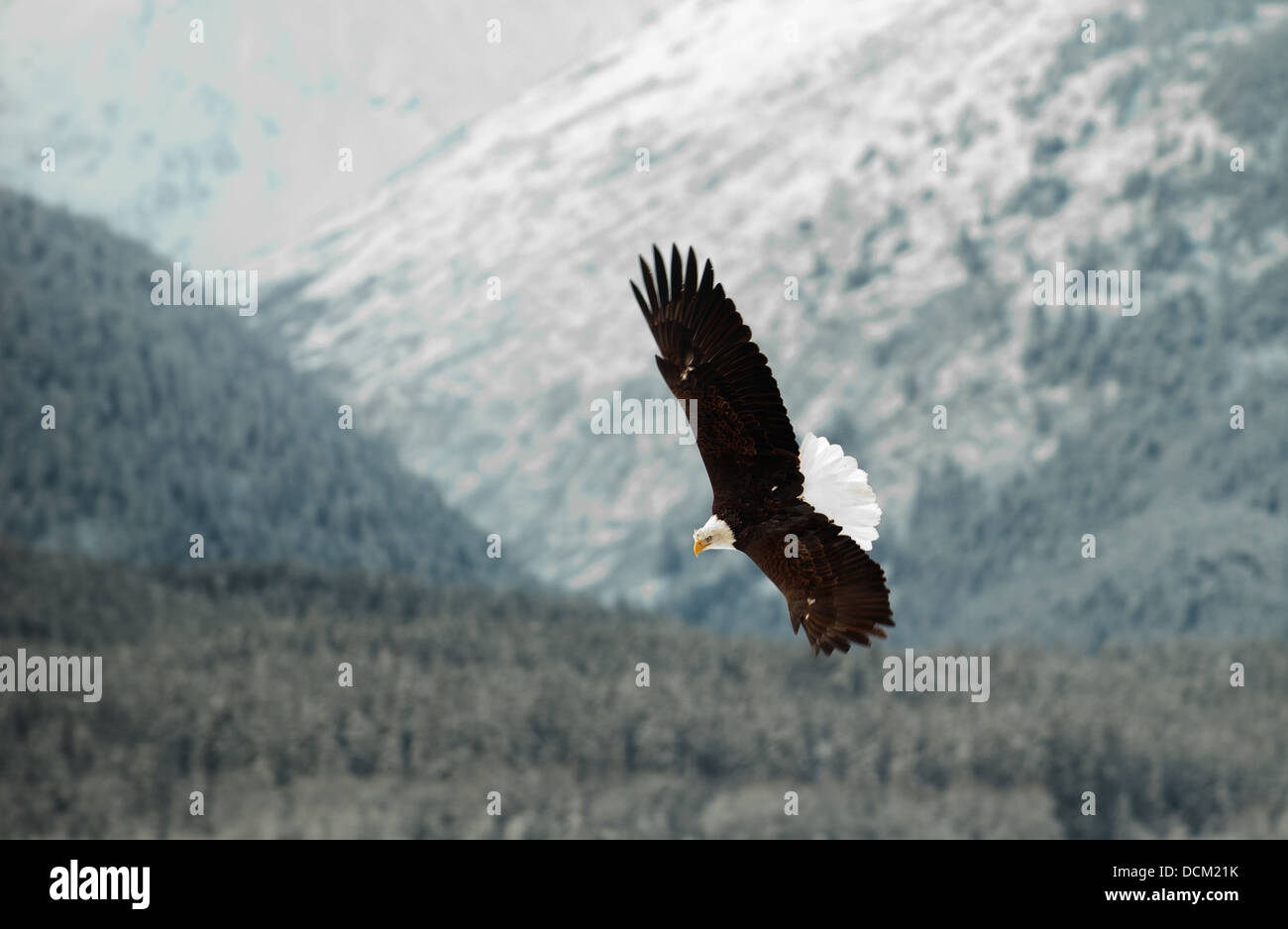 Flying Bald eagle Stock Photo - Alamy