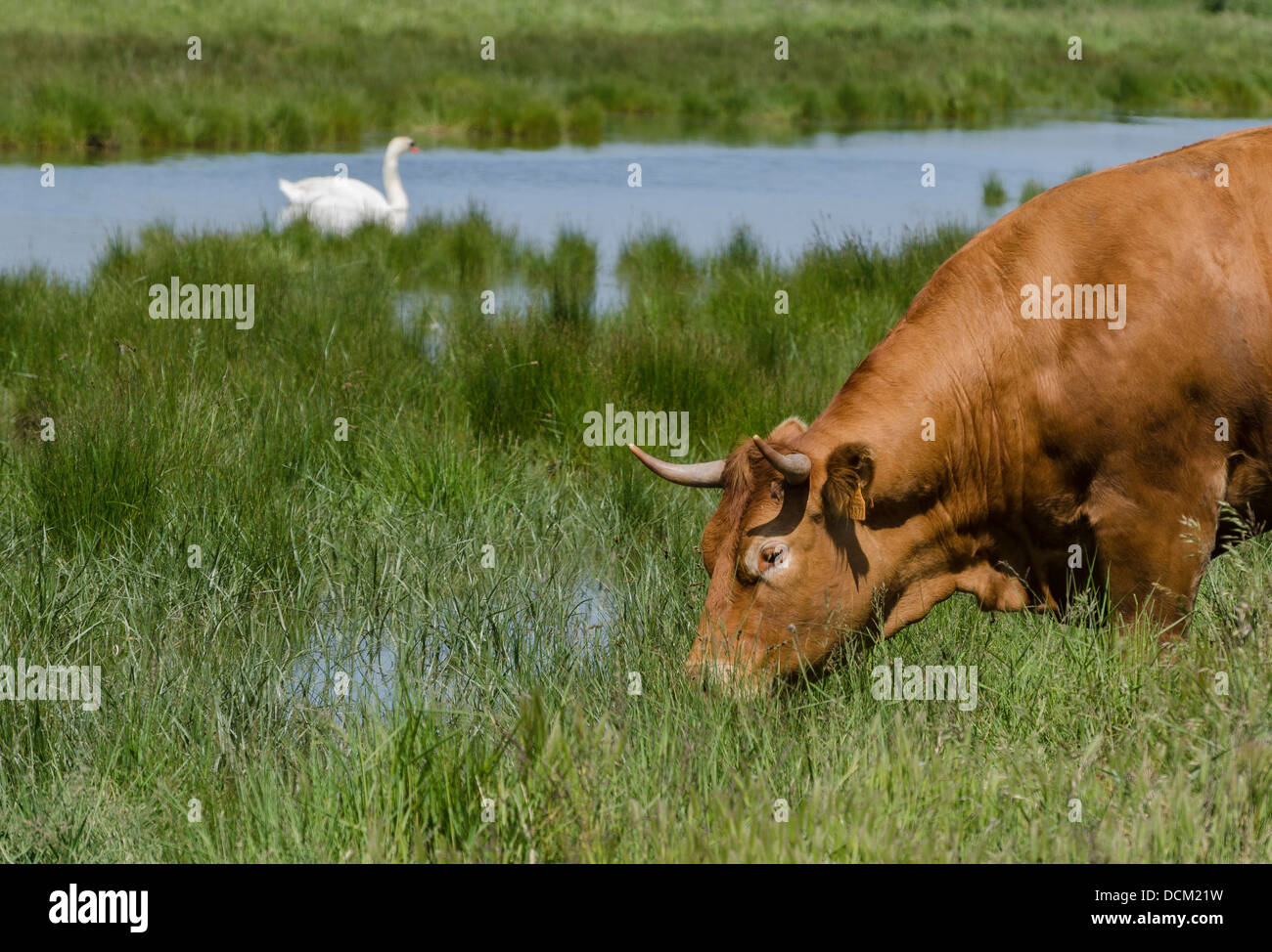 A cow in a wild meadow is drinking in the distance a swan swimming ...
