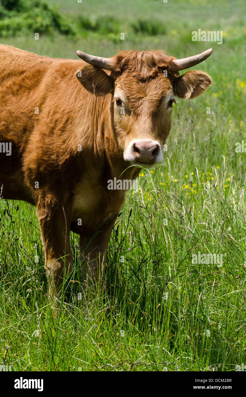 Calf rearing hi-res stock photography and images - Alamy