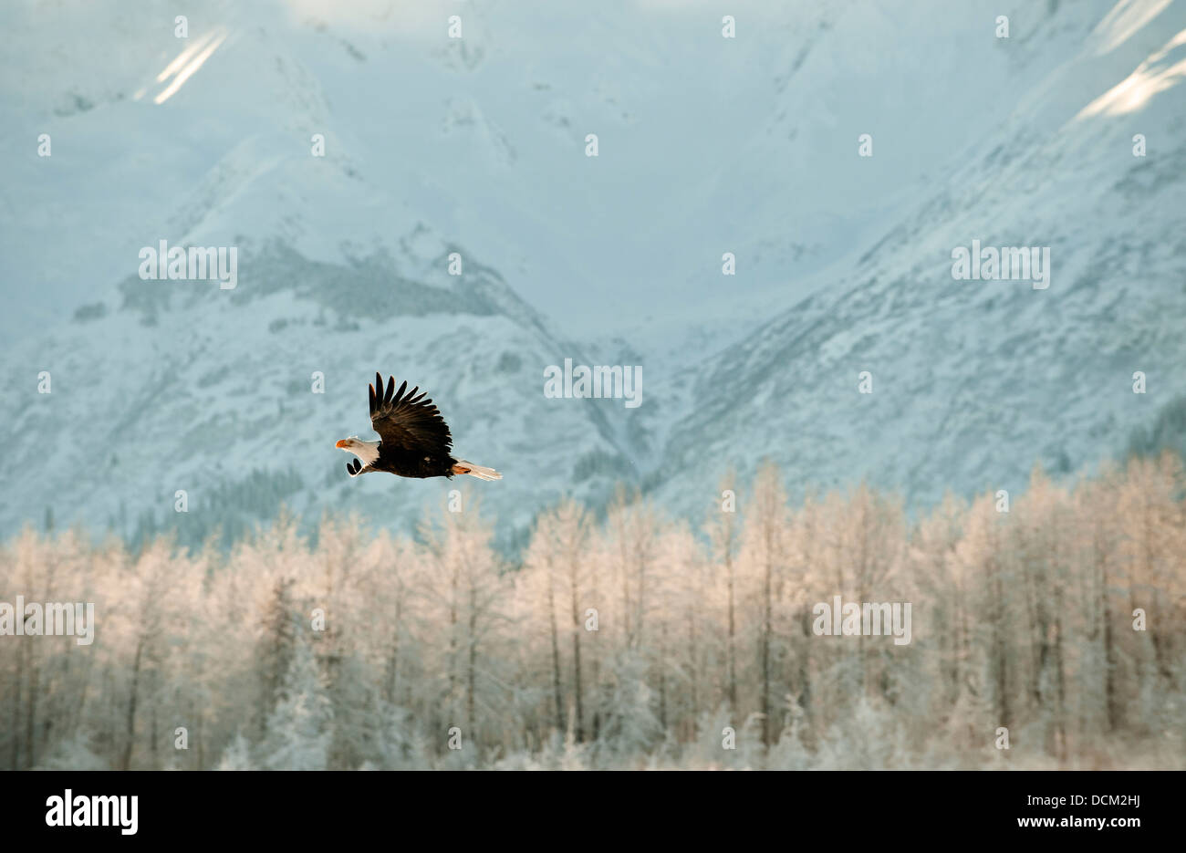 Flying Bald eagle Stock Photo - Alamy