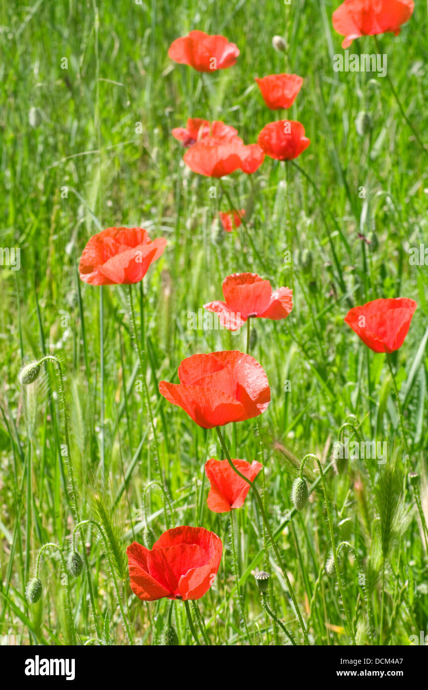 Poppy flowers. Close view Stock Photo - Alamy