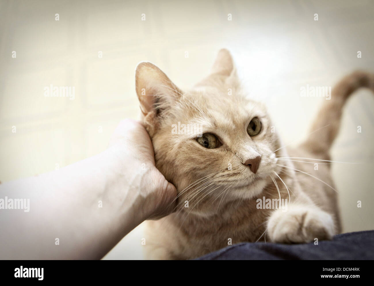 Cat Being Pet Stock Photo - Alamy