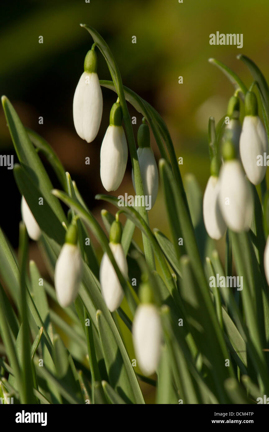 Snowdrops [Galanthus nivalis] Stock Photo - Alamy