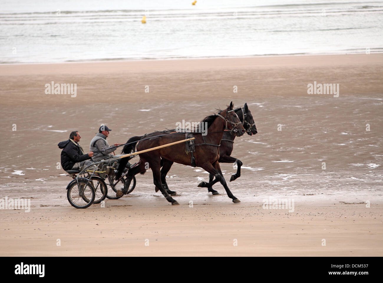 Harness racing, Sulky Racing, Horse Gig Racing, on the beach. Gypsy ...