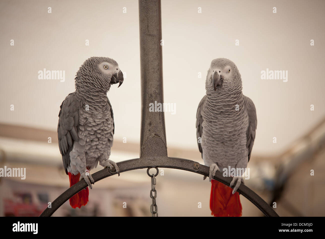 Parrots show hi-res stock photography and images - Alamy