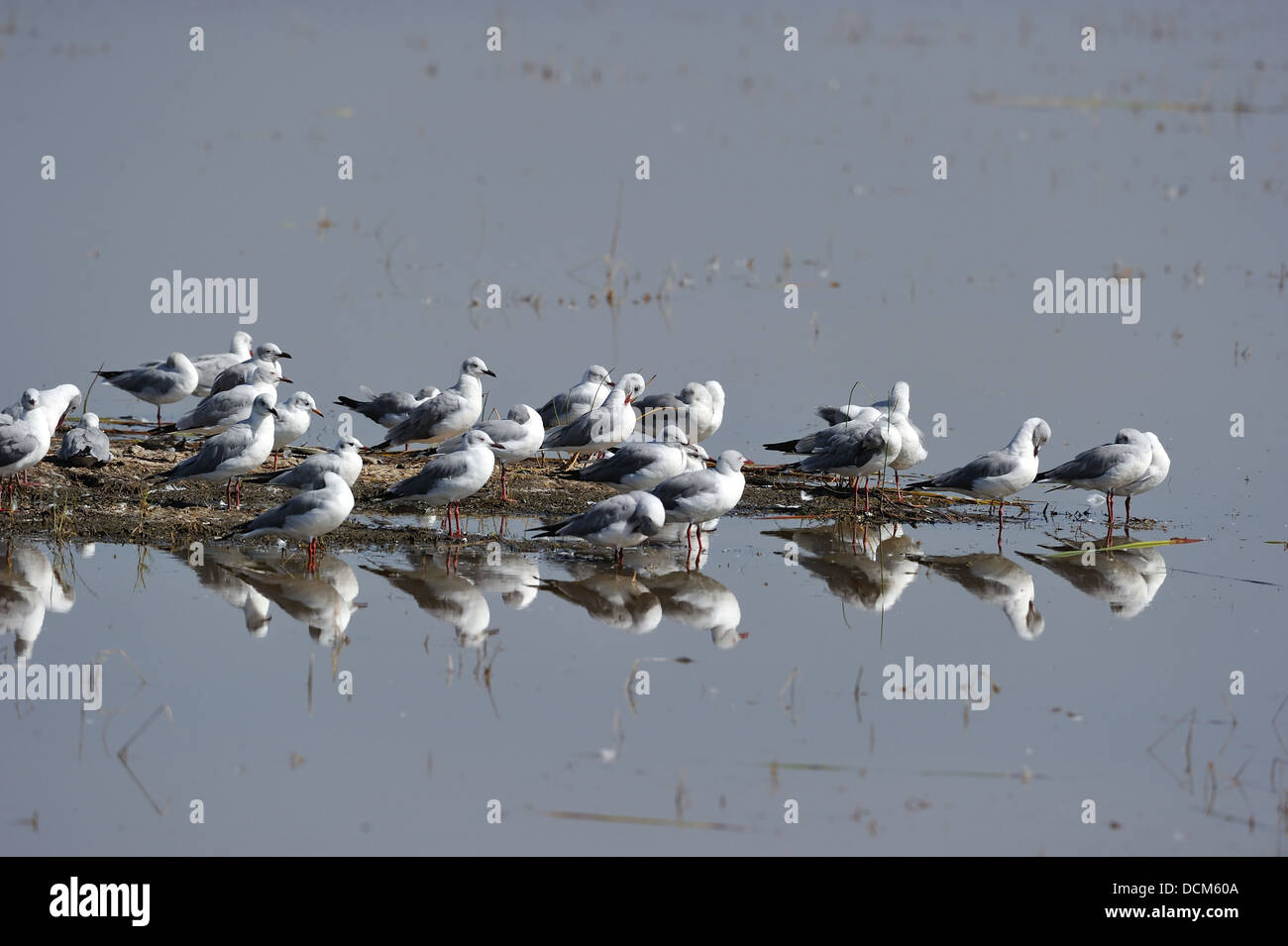Grey-headed Gull (Larus cirrocephalus - Chroicocephalus cirrocephalus ...