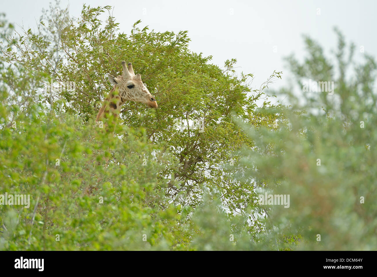 West African Giraffe - Niger Giraffe - Nigerian Giraffe (Giraffa ...