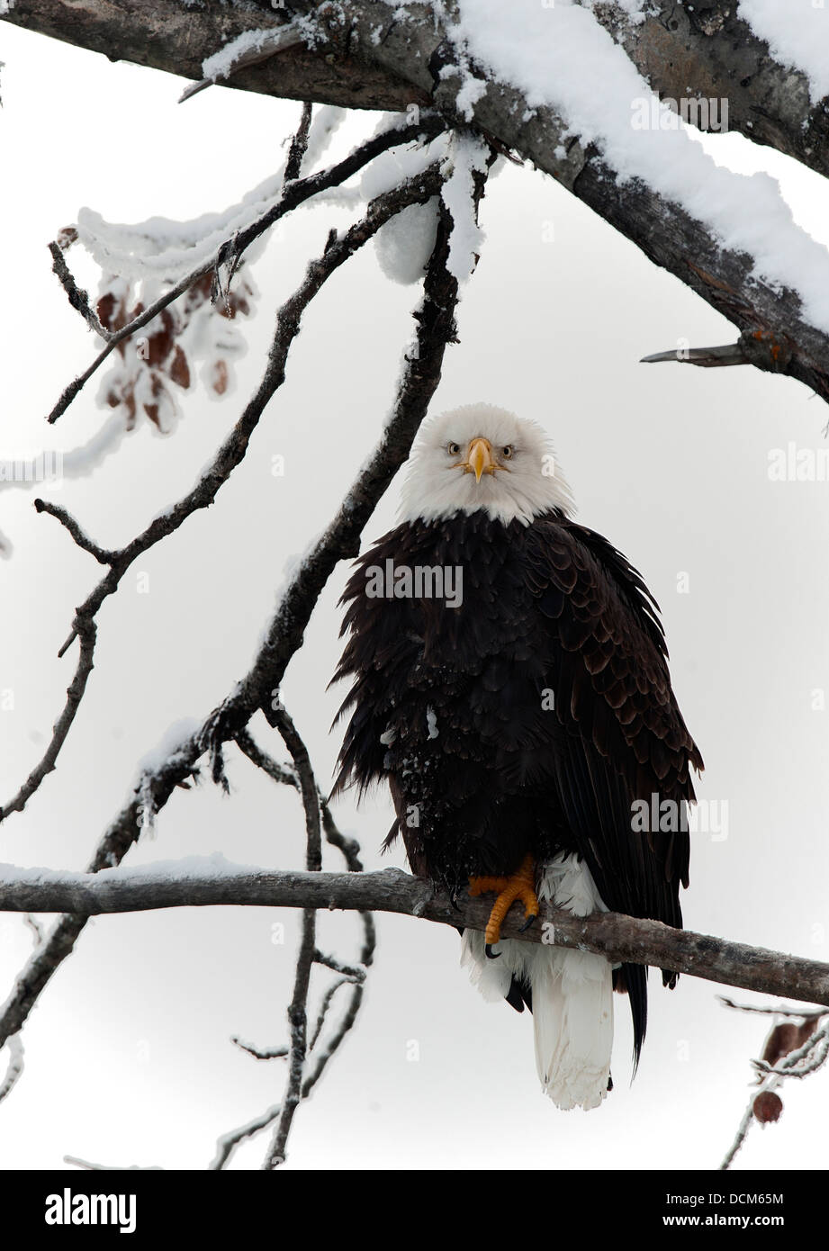 Bald eagle perched on branch Stock Photo - Alamy