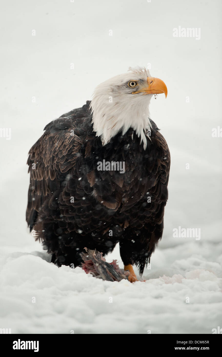 Bald Eagle feeding Stock Photo - Alamy