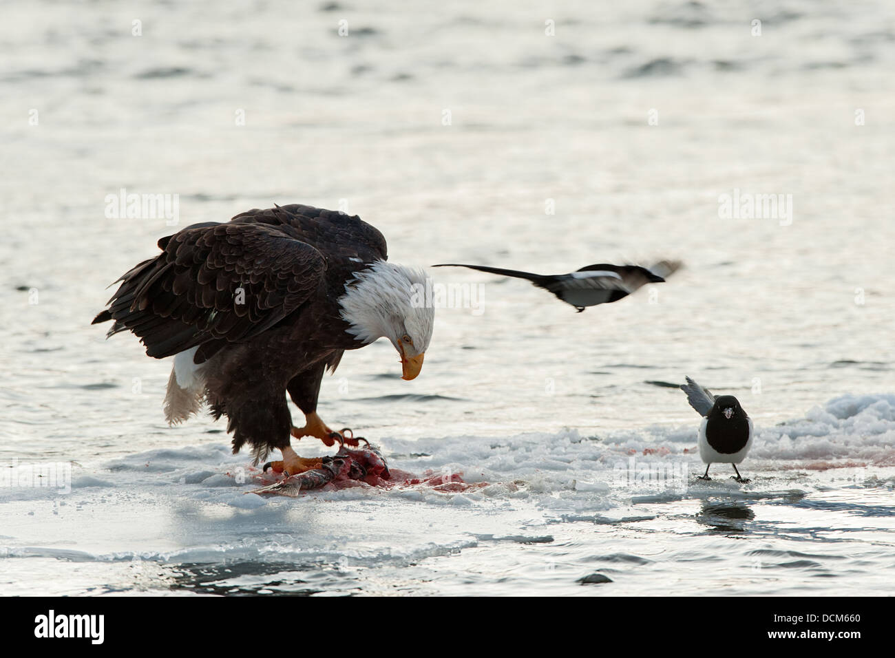 Bald Eagle feeding Stock Photo - Alamy