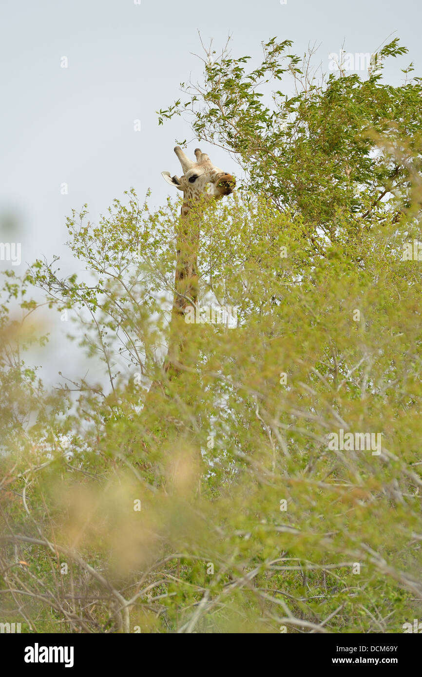 West African Giraffe - Niger Giraffe - Nigerian Giraffe (Giraffa ...