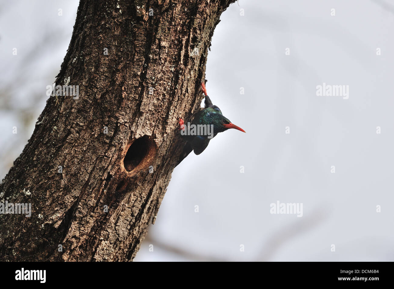 Green wood hoopoe hi-res stock photography and images - Alamy