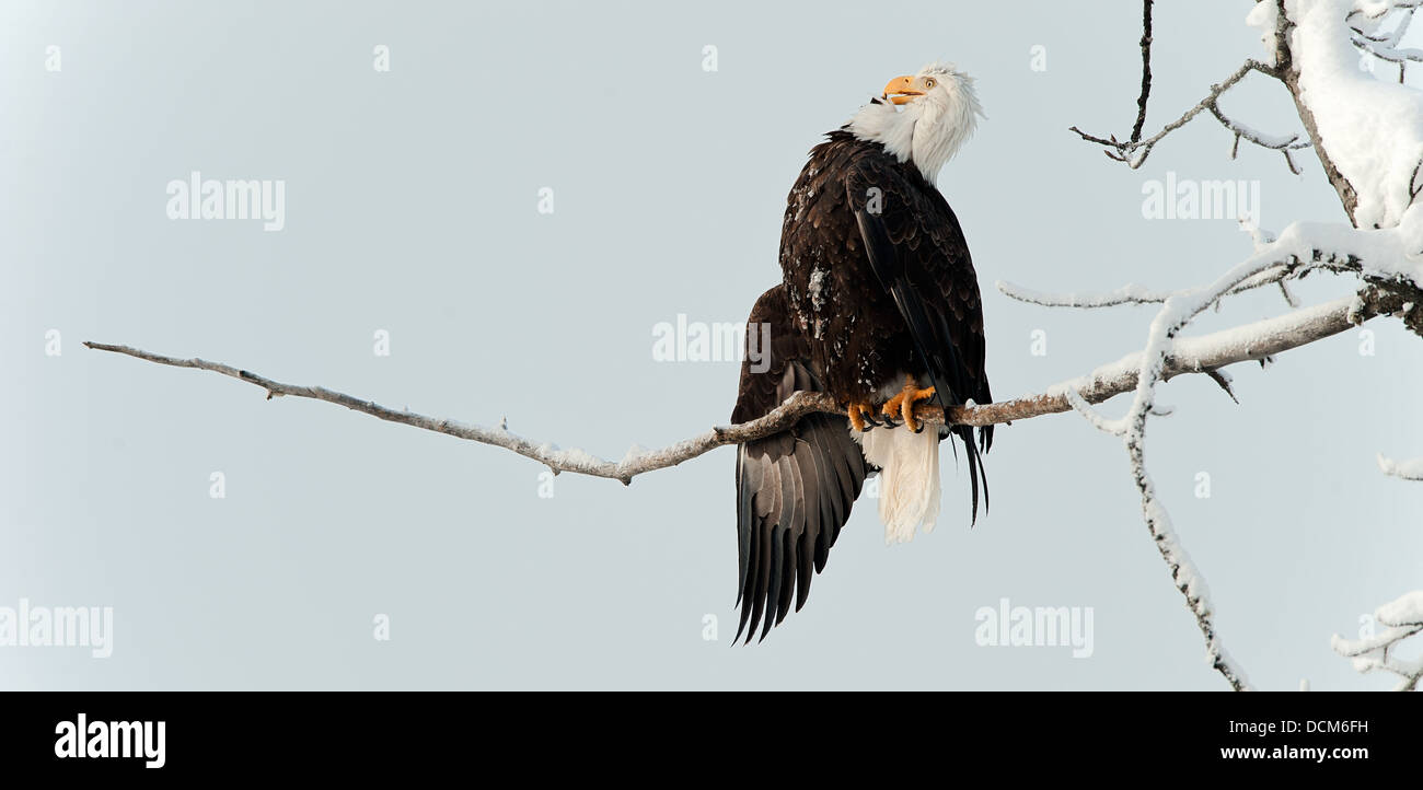 Bald eagle perched on branch Stock Photo - Alamy