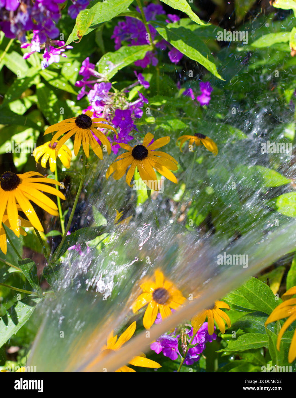 Yellow flowers texture hi-res stock photography and images - Alamy