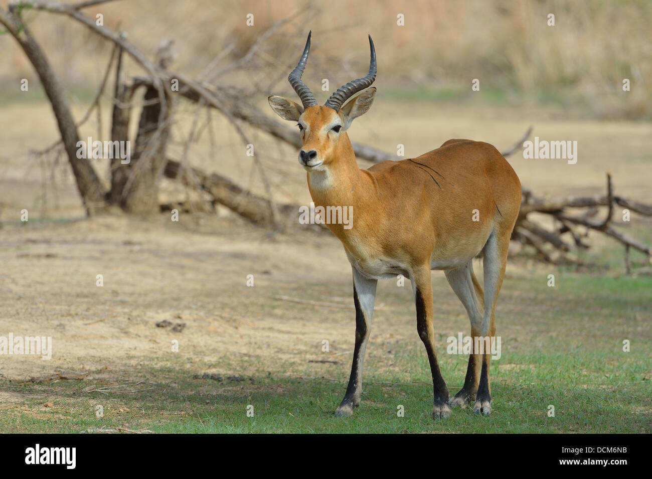 Buffons Kob High Resolution Stock Photography and Images - Alamy