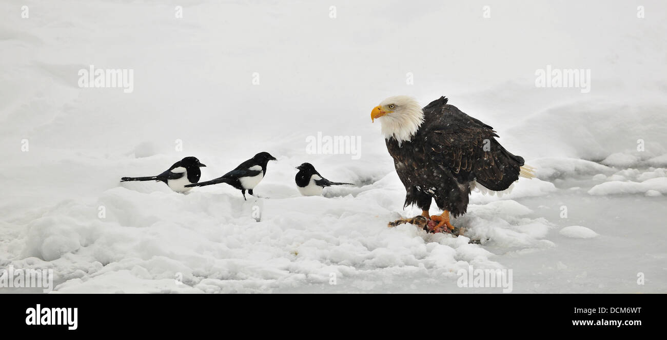 Bald Eagle feeding Stock Photo - Alamy