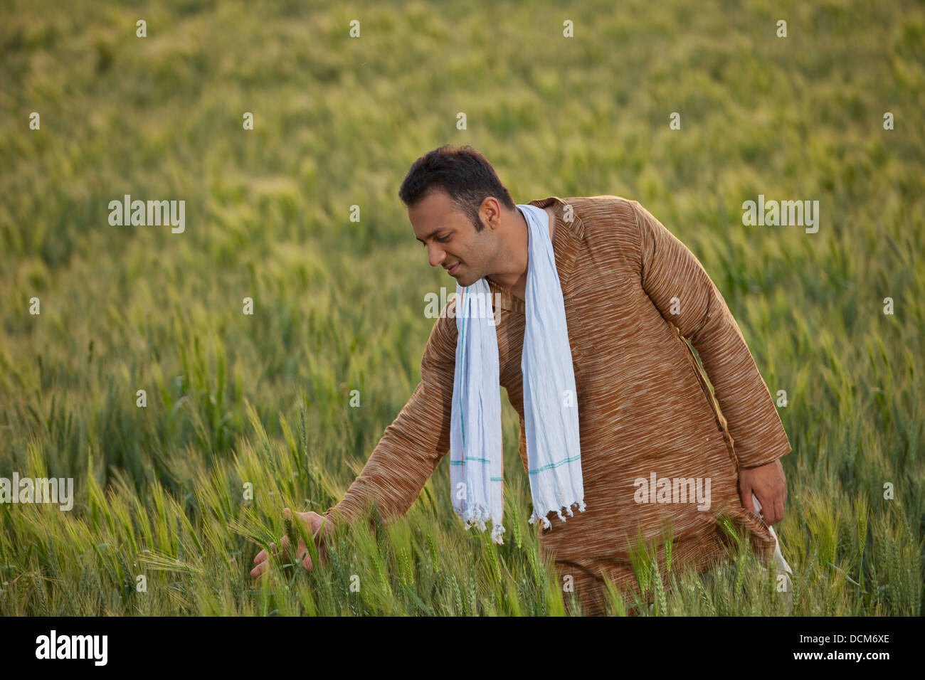 Indian farmer in wheat field Stock Photo - Alamy