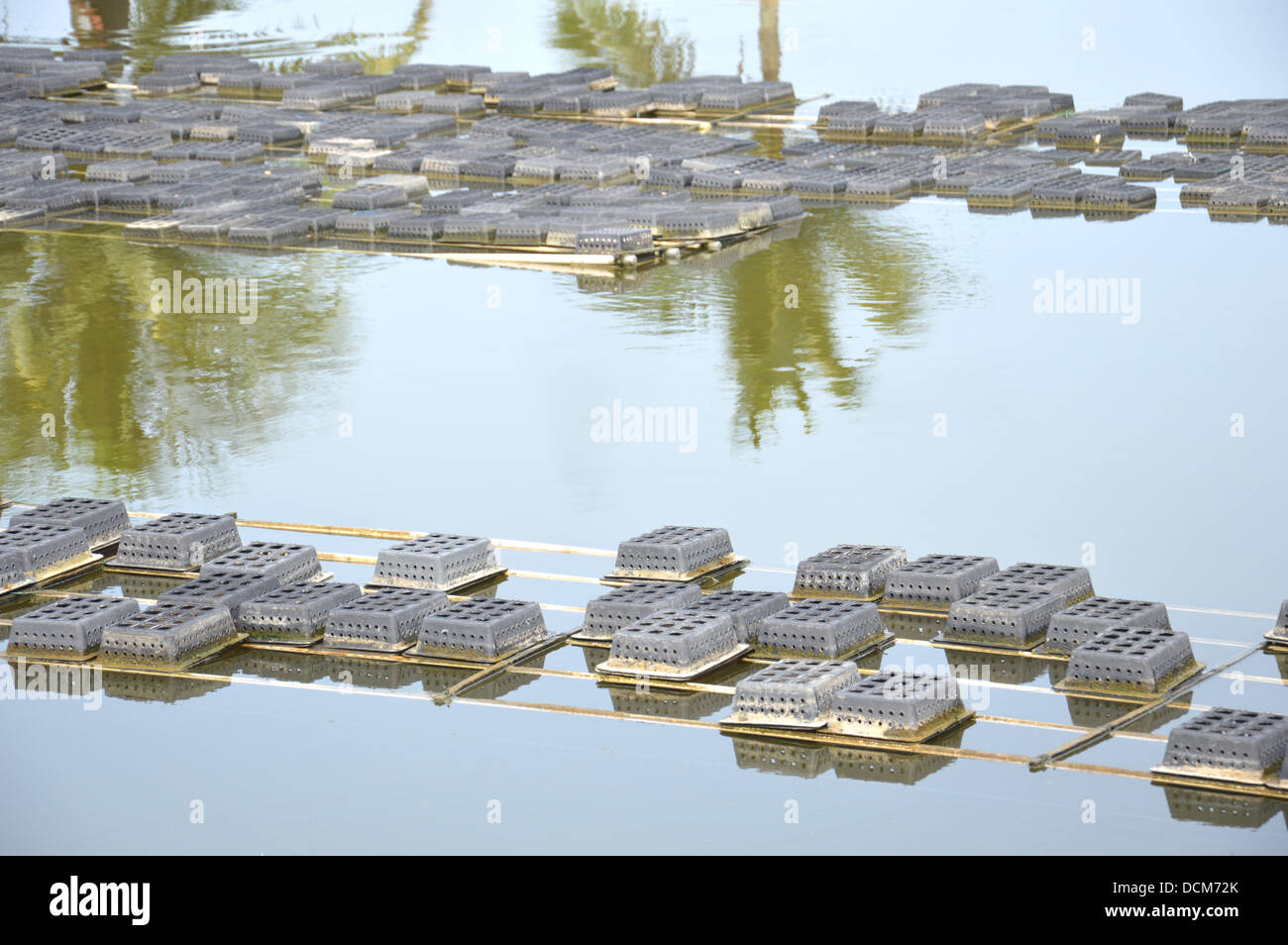 black boxes crab on soft-shelled crab farming ponds Stock Photo - Alamy