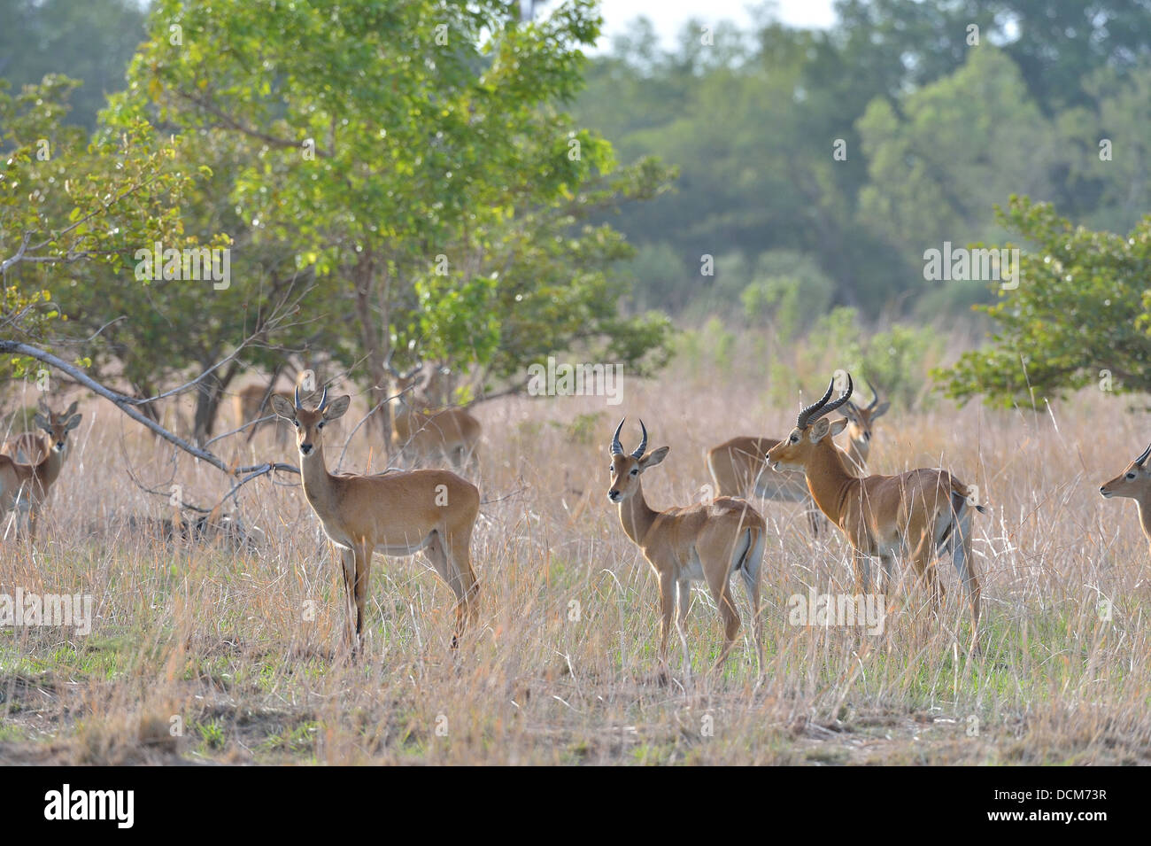 Buffon’s Kob - Western Kob (Kobus kobus kob) herd Pendjari National ...