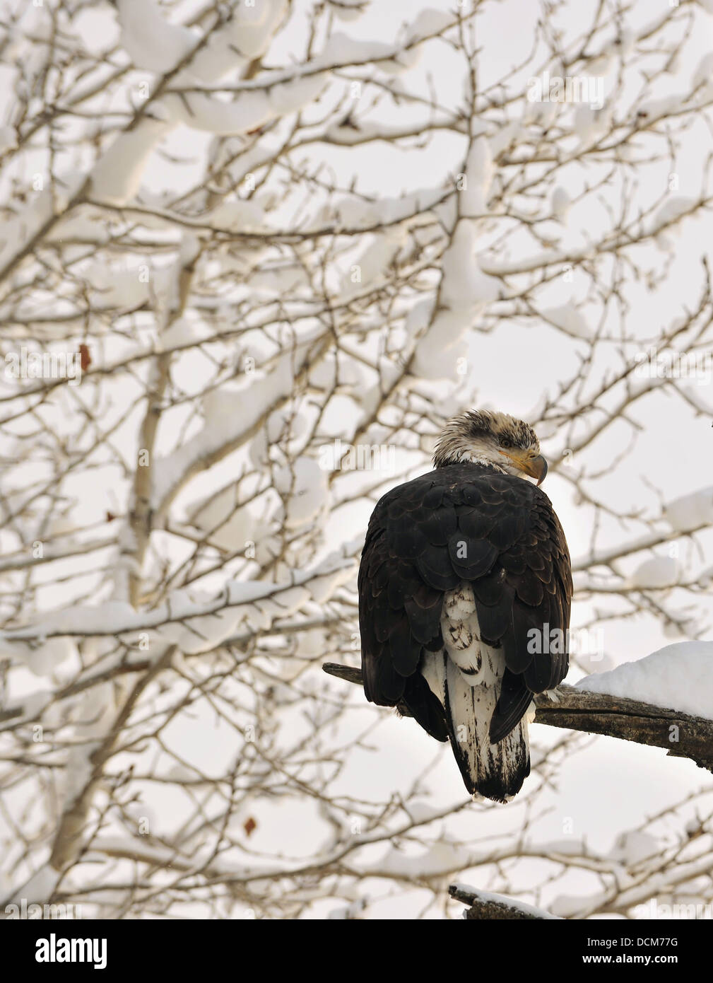 Bald eagle perched on branch Stock Photo - Alamy