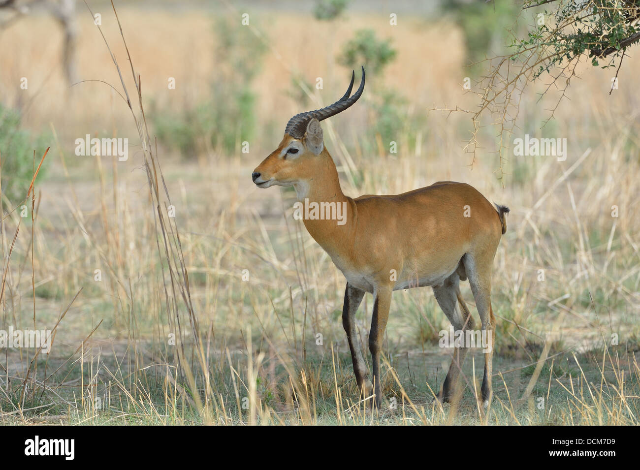 Buffon’s Kob - Western Kob (Kobus kobus kob) male Pendjari National ...