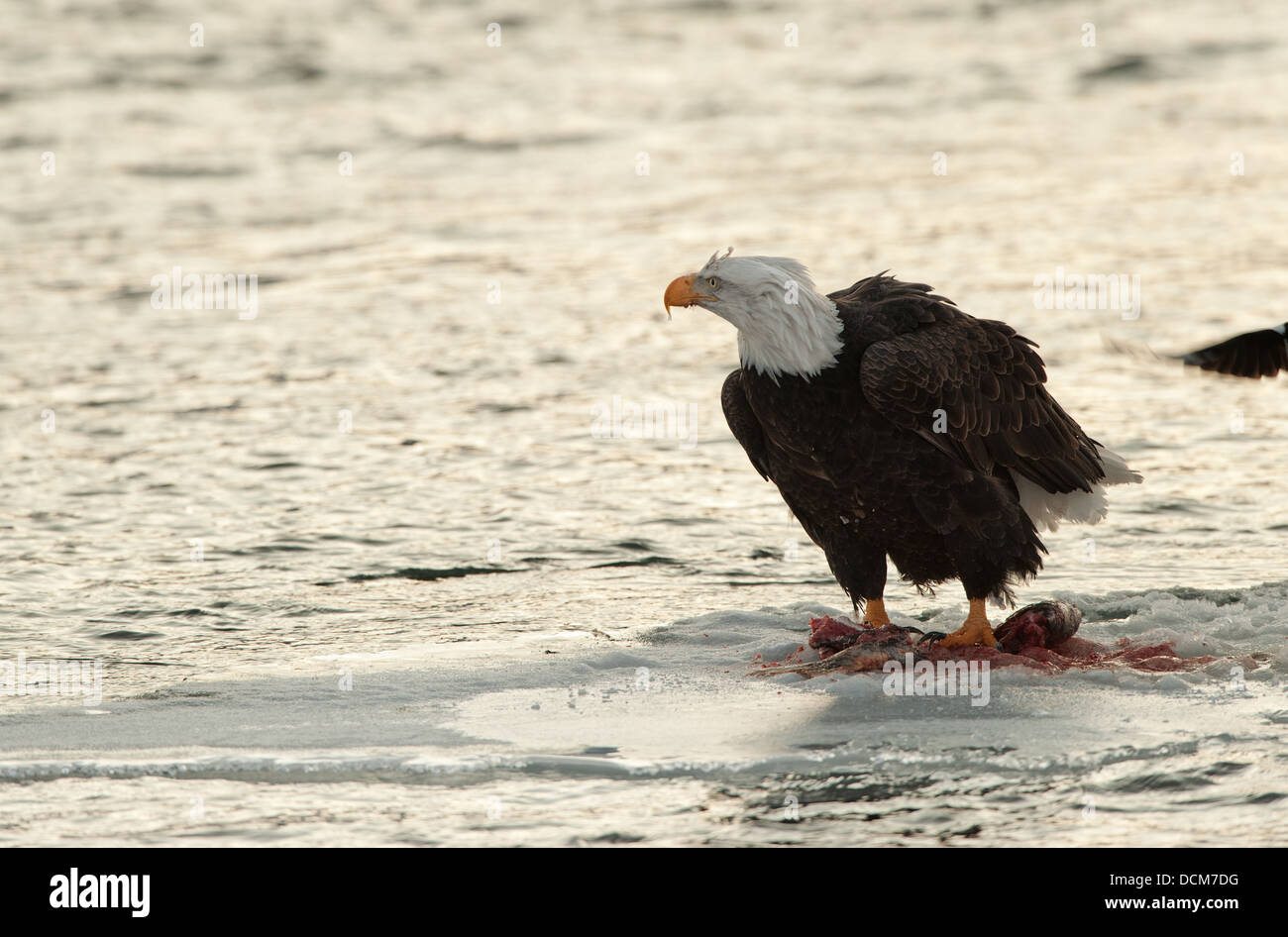 Bald Eagle feeding Stock Photo - Alamy