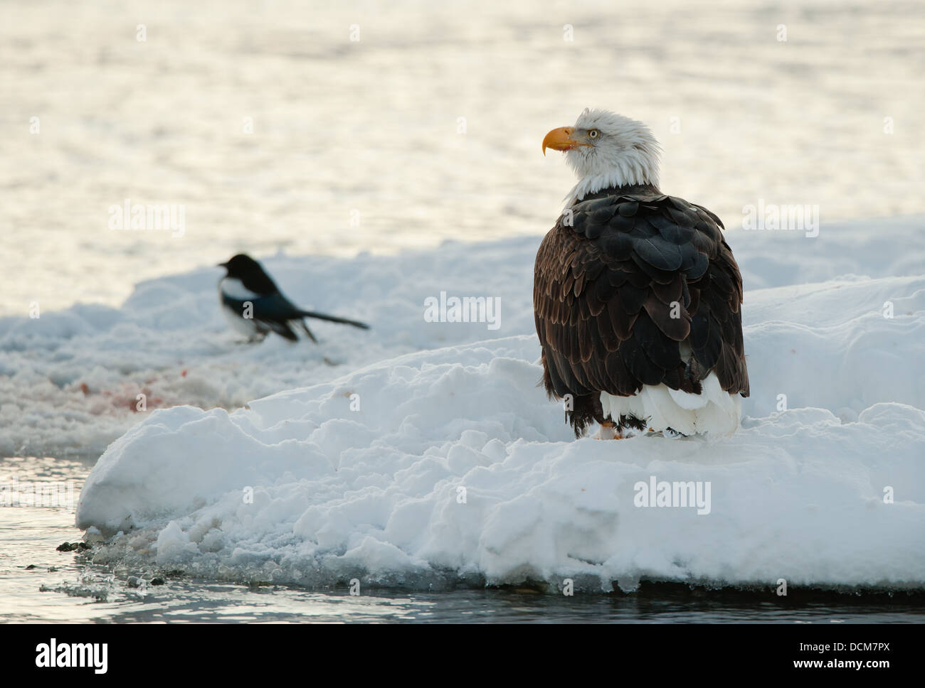 Bald Eagle feeding Stock Photo - Alamy