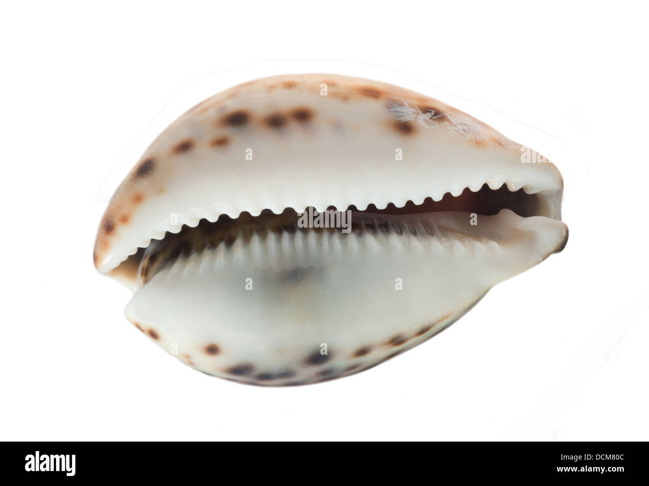 Seashell Shell Cowrie High Resolution Stock Photography and Images - Alamy