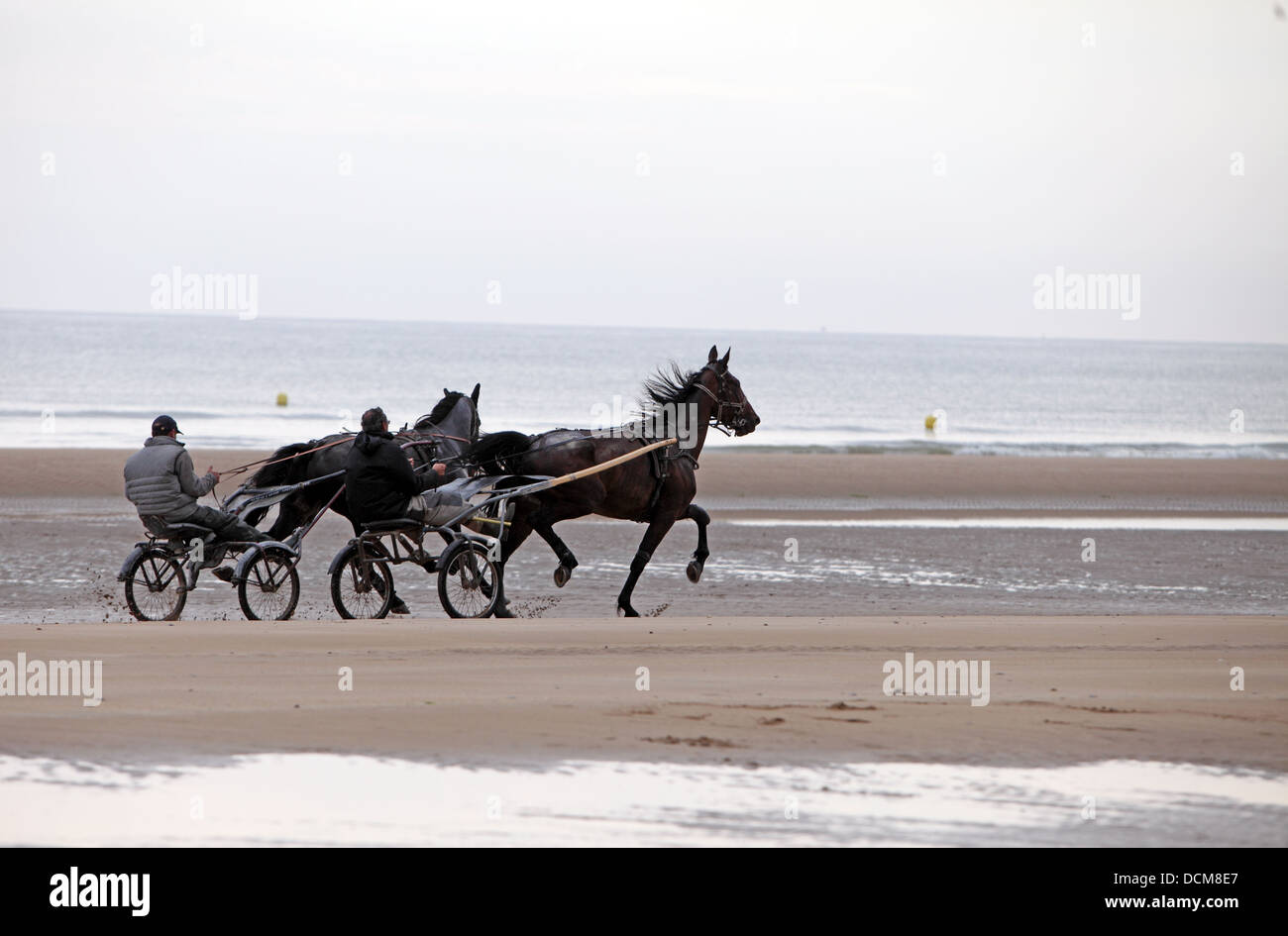 Harness racing, Sulky Racing, Horse Gig Racing, on the beach. Gypsy ...