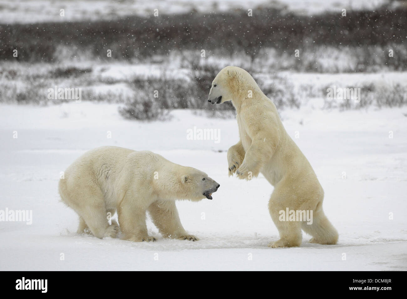 Fighting polar bears Stock Photo - Alamy